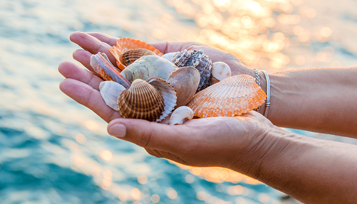 How Do Shells Form The Lighthouse