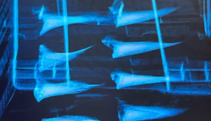 Seahorses and shark fins are illegally trafficked. An AI tool could ...